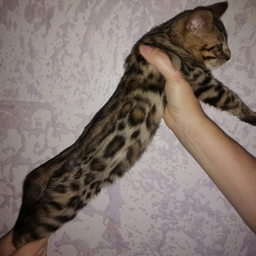 Продам бенгальских котят