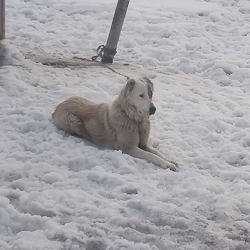 Алабай девочка