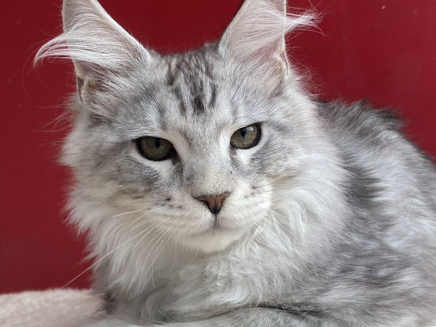 Мейн-кун Факт