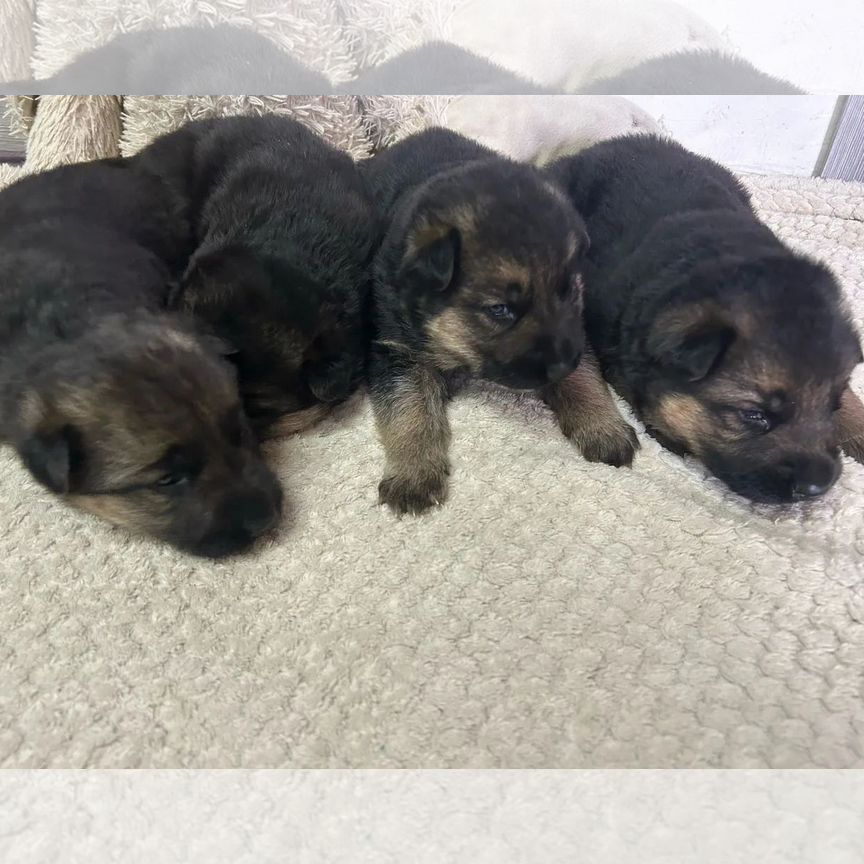 Немецкая овчарка, щенок