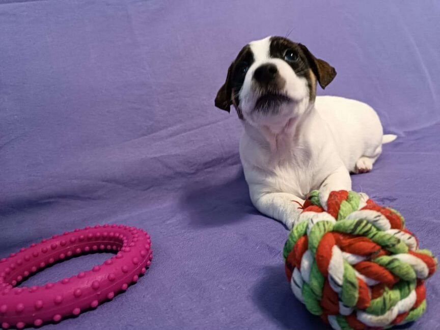 Джек Рассел терьер