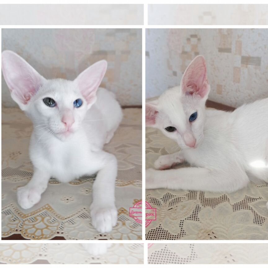 Ориентальные котята