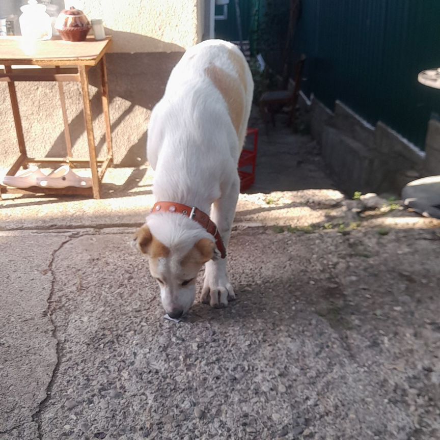 Собака алабай