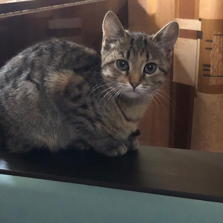 Камышовый котёнок бесплатно в добрые руки