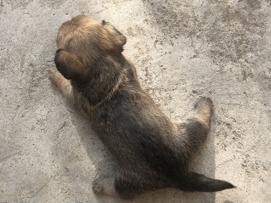 Щенки мама джекрассл папа дворняга