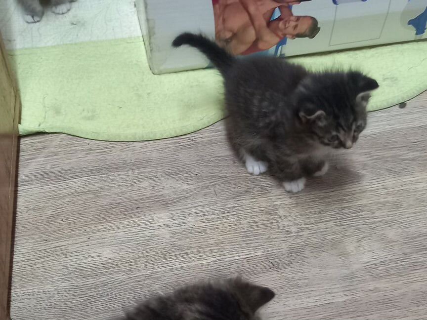 Котик в добрые руки