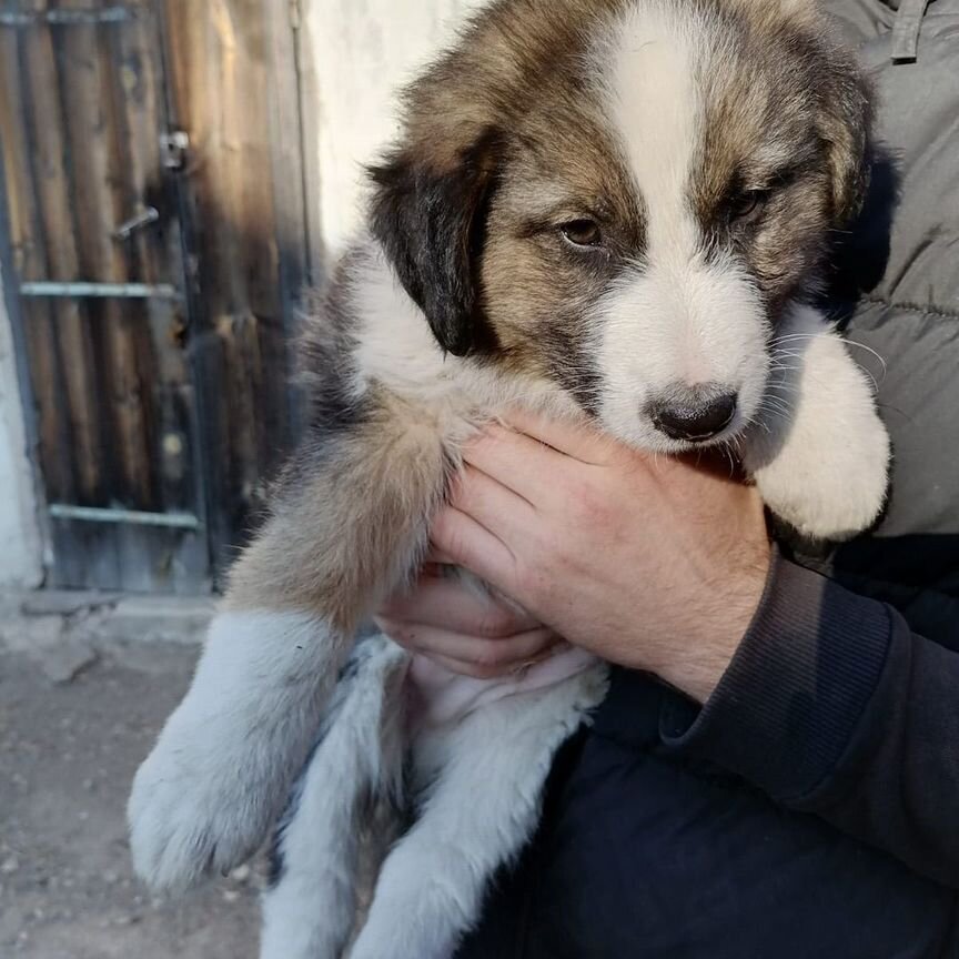 Щенки в добрые руки