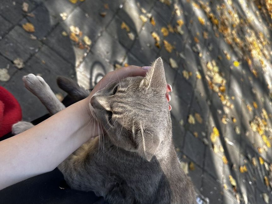 Потерялся кот