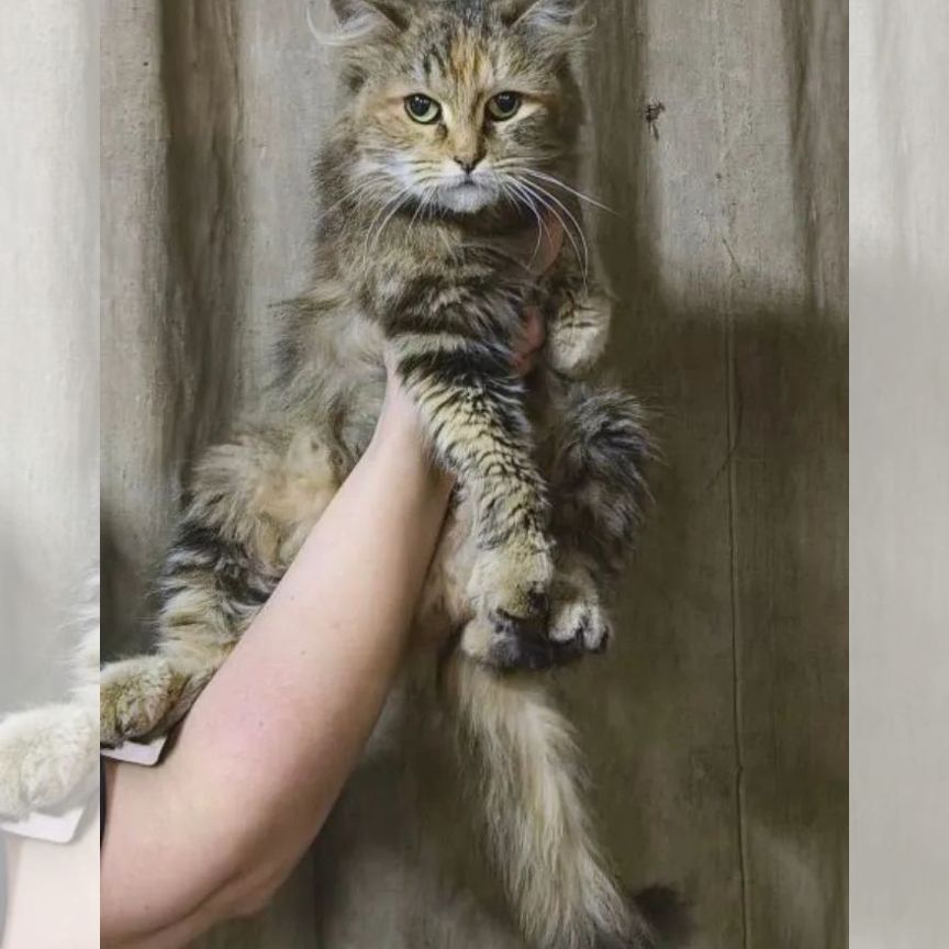 Взрослая, кошка в добрые руки