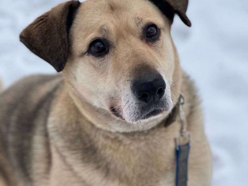 Собака в добрые руки