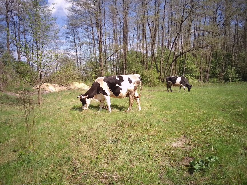 Электропастух для крс