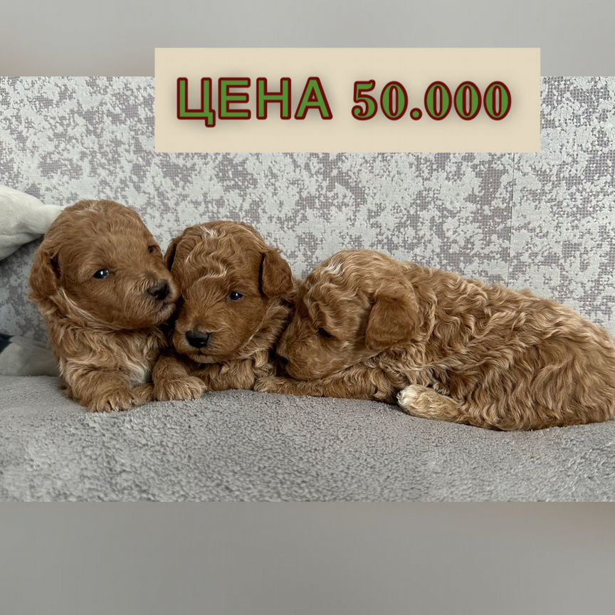 Той-пудель, щенок