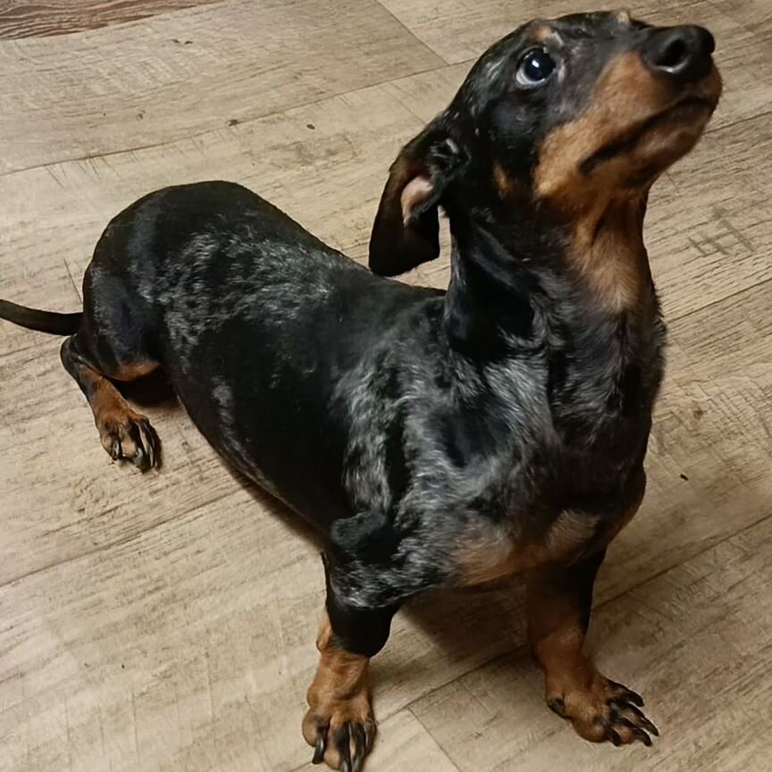 Такса, взрослый пёс