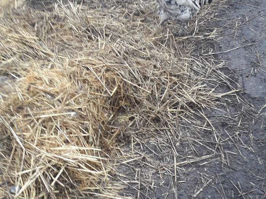 Петухи домашние