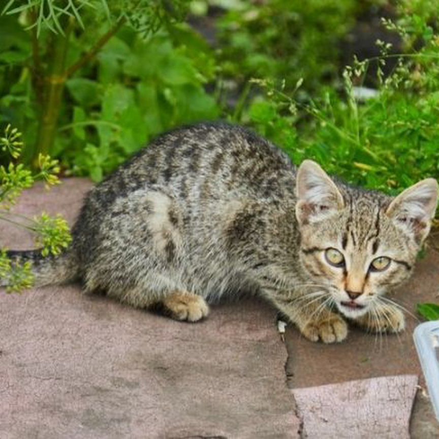 Котёнок, родился в конце июня
