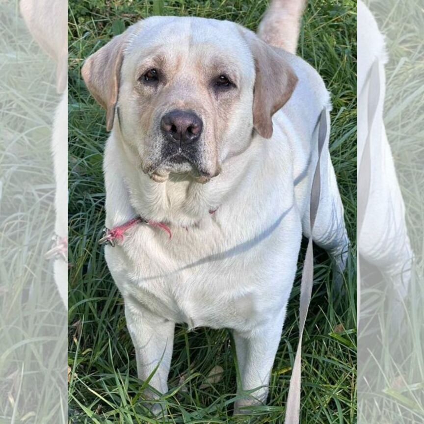 Золотой мальчик