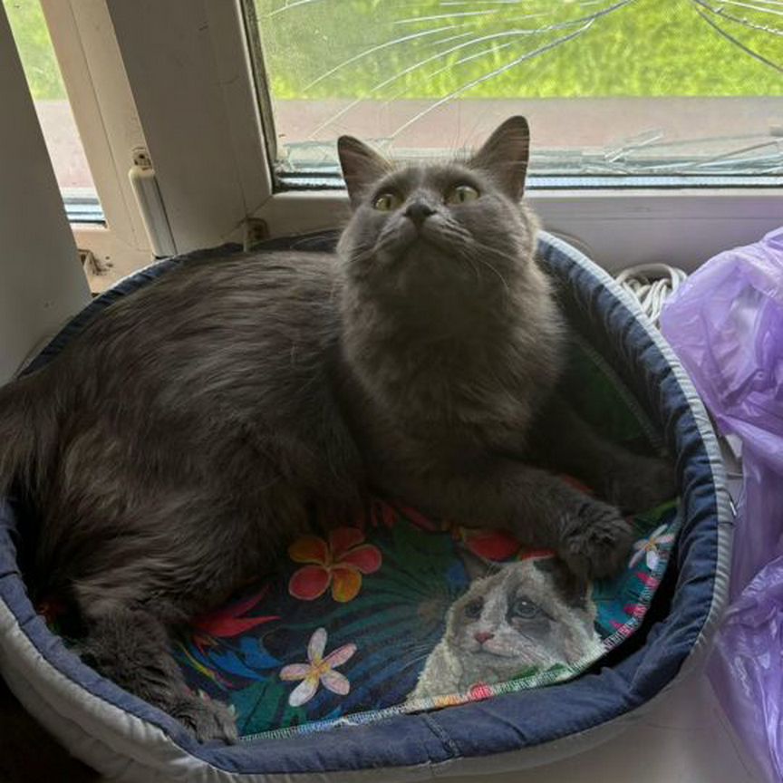 Кошка в дар