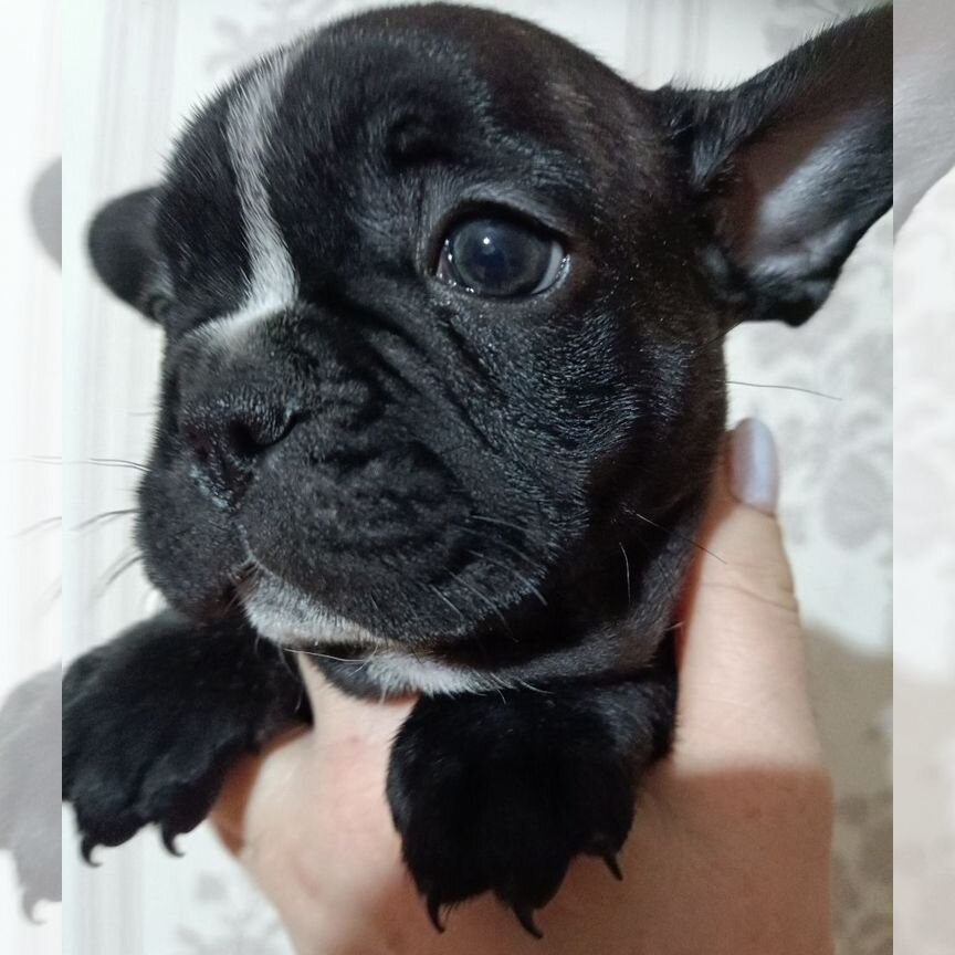 Французский бульдог, щенок