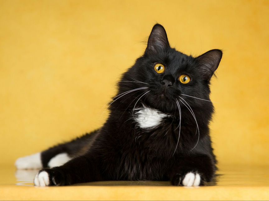 Обалденный кот