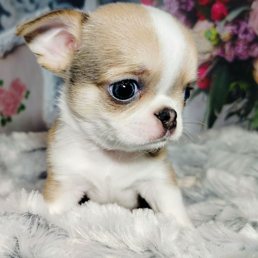 Чихуахуа, щенок