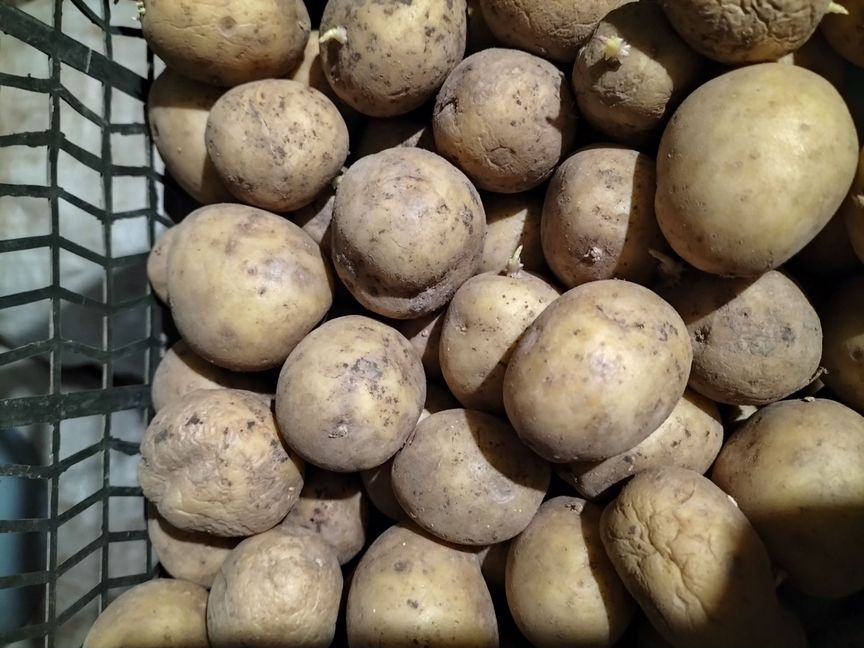 Мелкий картофель на корм животным