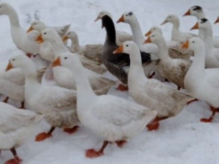 Гуси