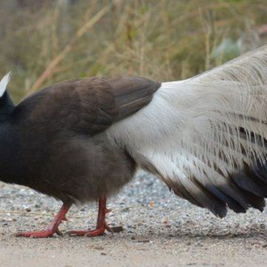 Фазаны разные