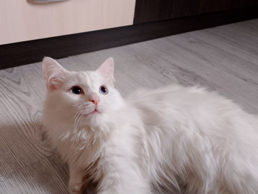 Котик в добрые руки