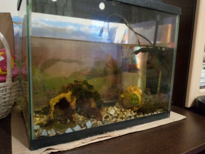 Аквариум 30 литров