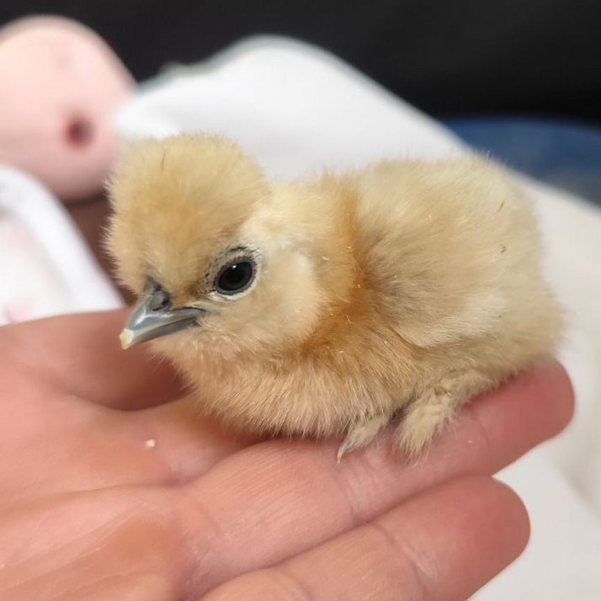 Китайские шёлковые цыплята