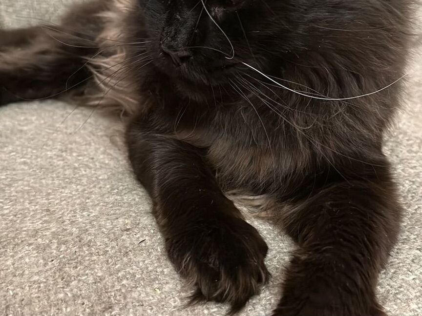 Котята мейн-кун