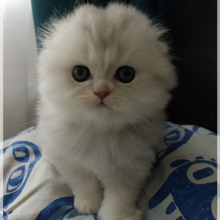 Шотландский вислоухий короткошёрстный котёнок