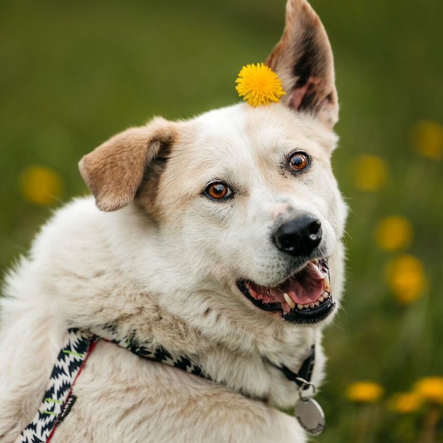 Собака в добрые руки