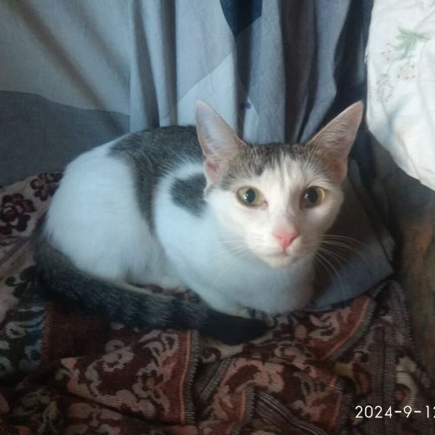 Кошка ищет дом