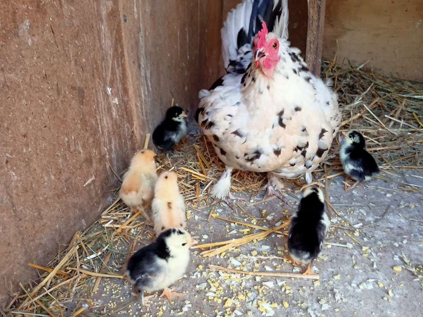 Наседка с цыплятами (бентамки)