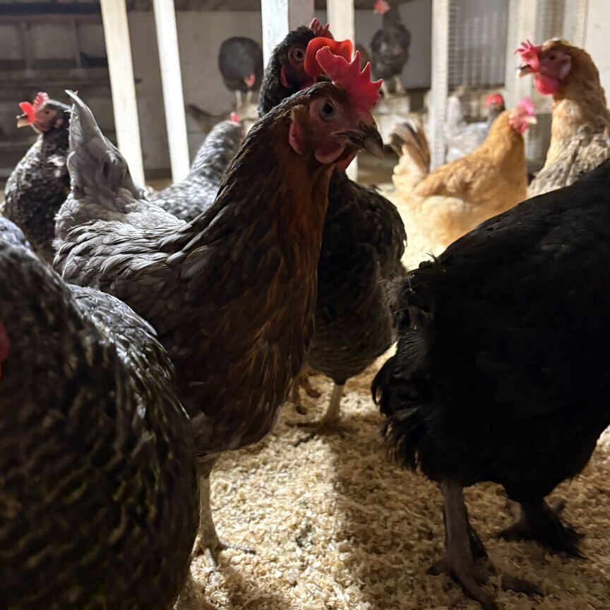 Куры доминант