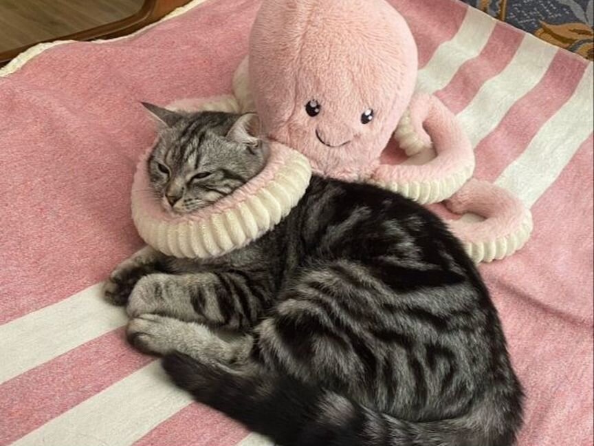 Отдаю котят