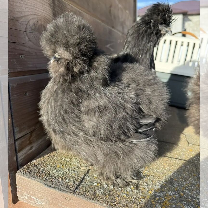 Куры китайские шелковые стандарт USA (silkie)