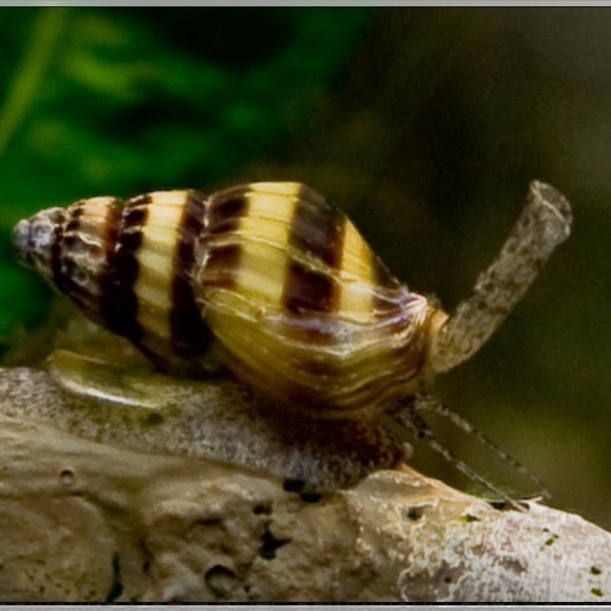 Пучок аквариумных улиток (Хелена)