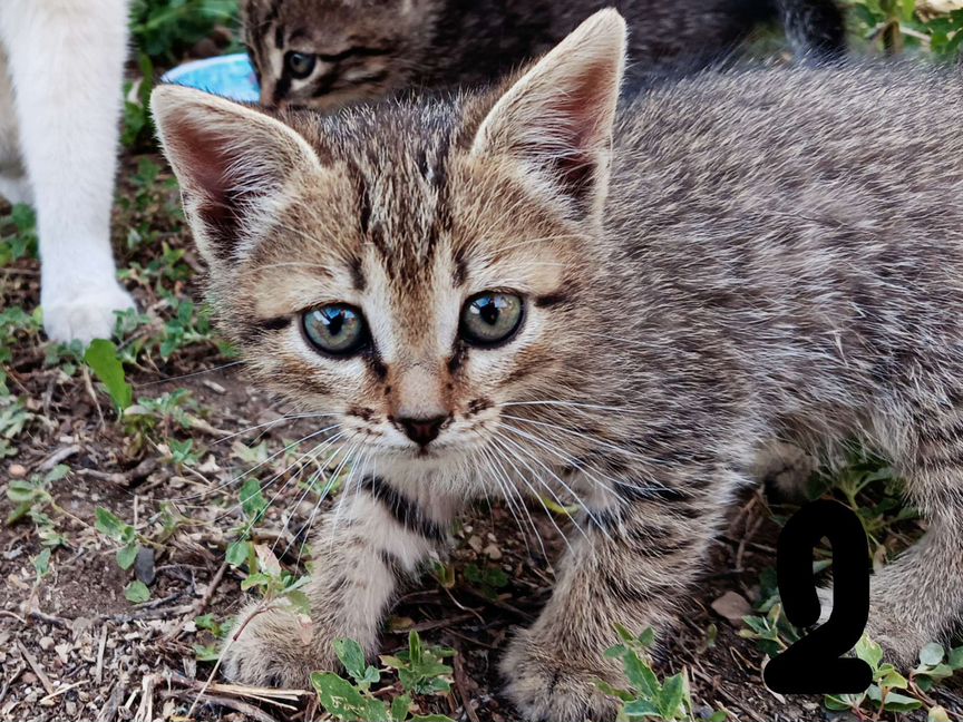 Маленькая Тигрица