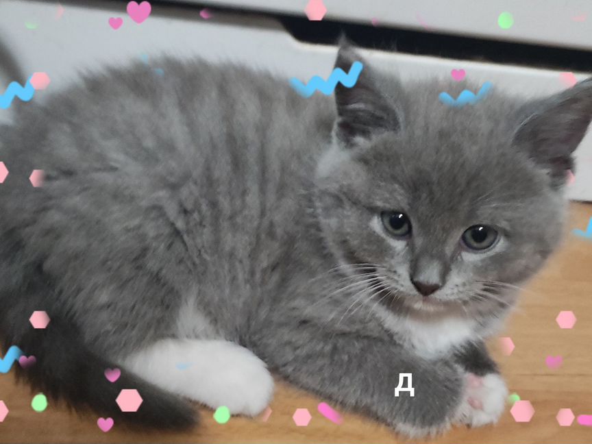 Британские котята