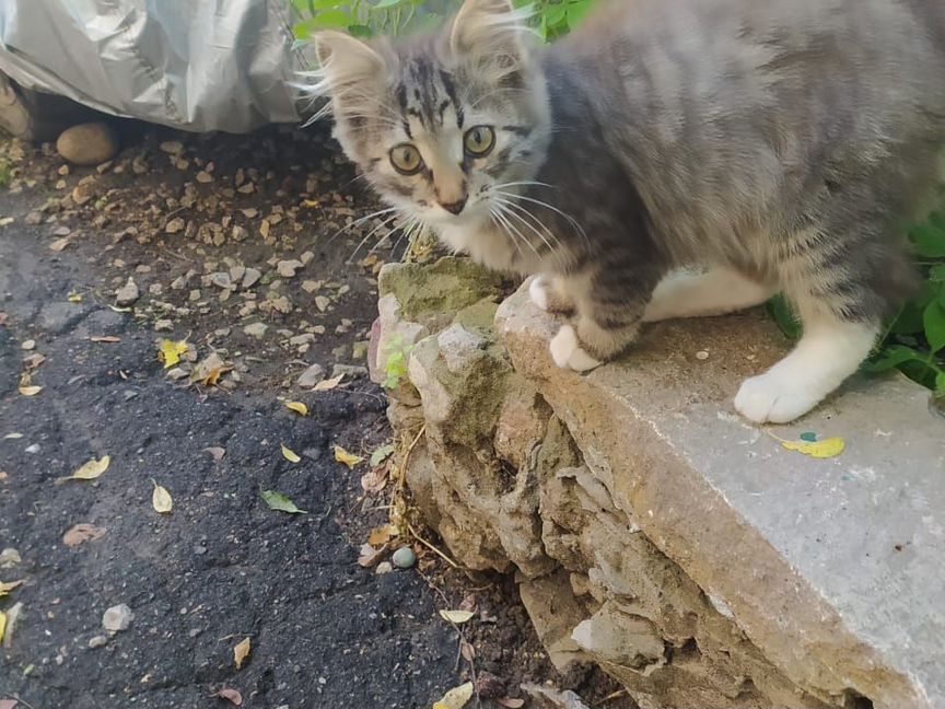 Котёнок