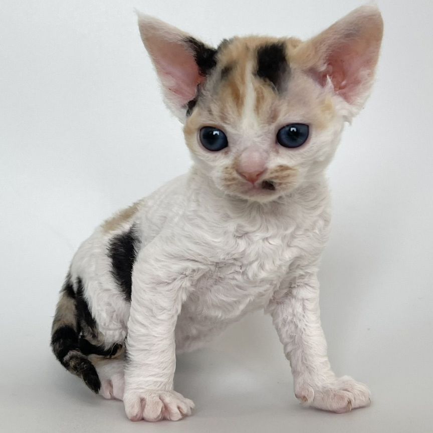 Девон-рекс котёнок