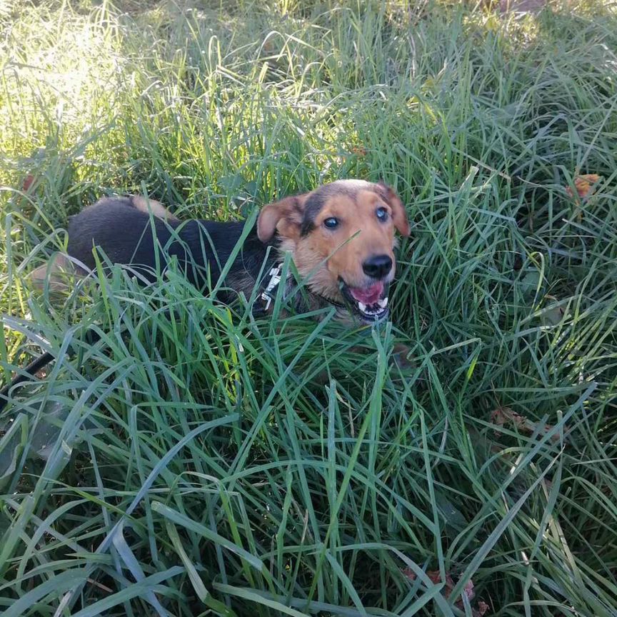 Небольшой кобель Кузя