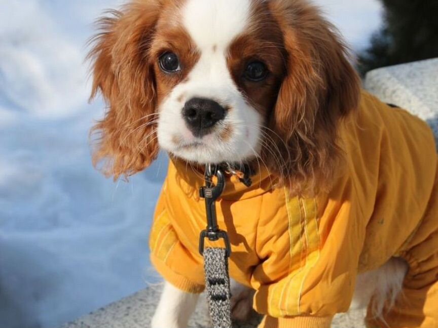 Кавалер кинг чарльз спаниель вязка