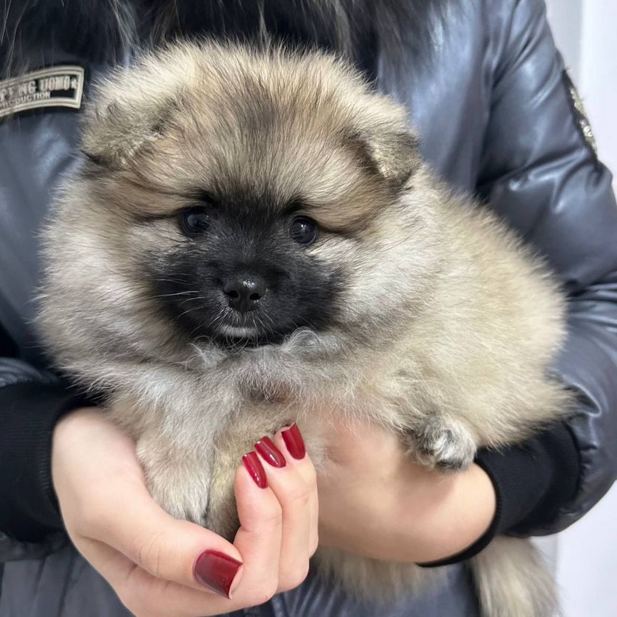 Померанский шпиц медвежьего типа