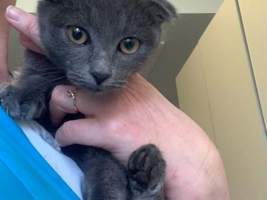 Шотландская мурчащая девчуля