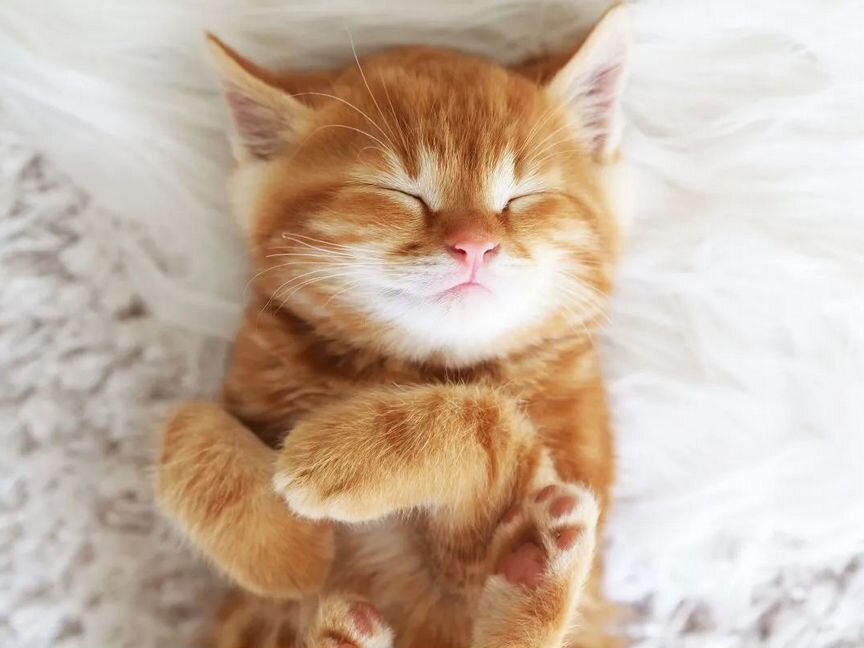 Возьму котенка бесплатно