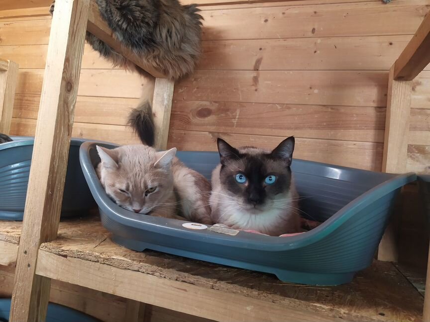 Отдам кота и кошечку в дар в добрый руки