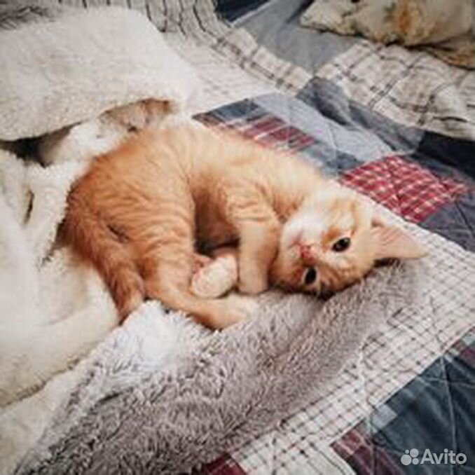 Котенок метис Британца и Мэйн Куна